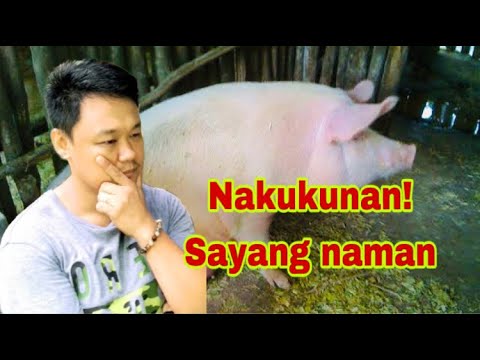 Bakit ba nakukunan ang mga inahing baboy na buntis | Ryan Patenio - YouTube