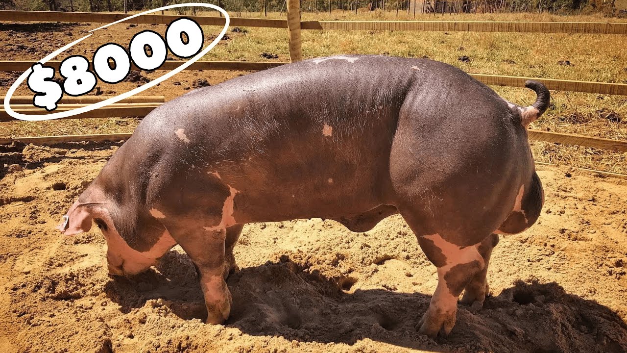 ¿Por qué es la raza PIETRAIN es la raza de cerdo más CARA del MUNDO ...