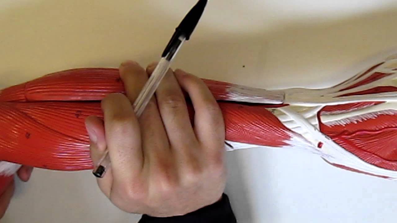 musculos del antebrazo uss - YouTube