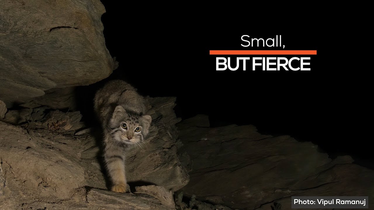Small, but fierce - YouTube