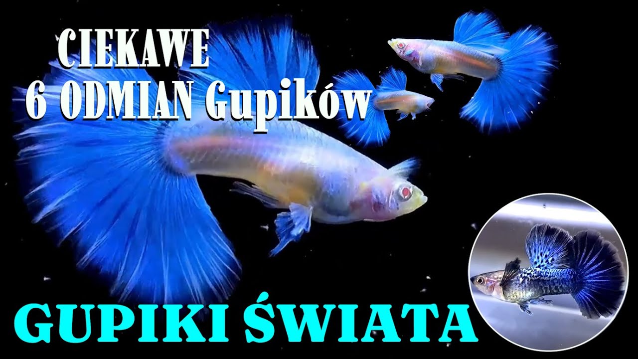 Dziś Mam Dla Was Kilka Ciekawych Odmian Gupików w tym Wspaniały Gupik ...