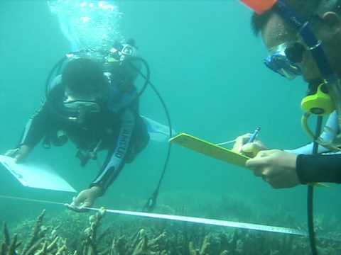 Line Intercept Transect for Corals and Reef Fishes Identification.AVI ...
