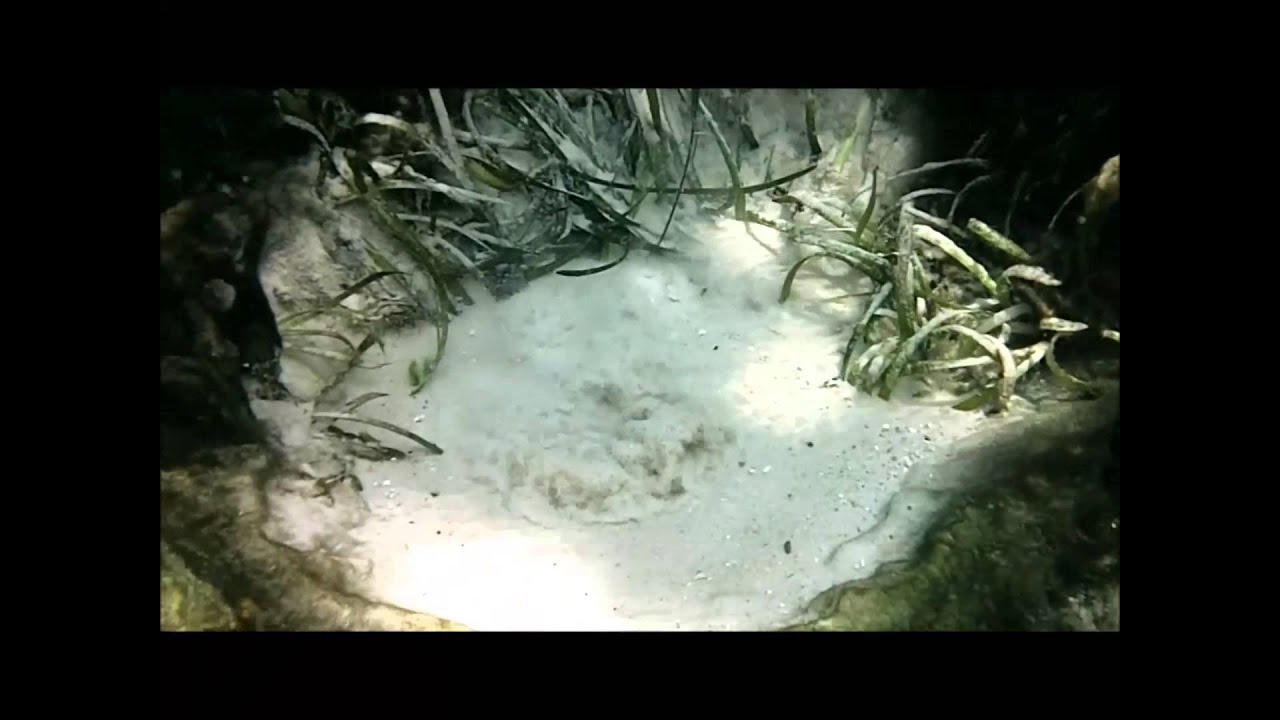 Underwater Exploration at Crystal Springs Preserve - YouTube