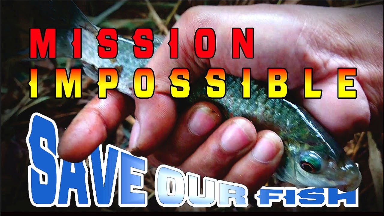 Mission impossible || Indonesian fishing "SAVE OUR FISH "BUHEUKEU ...