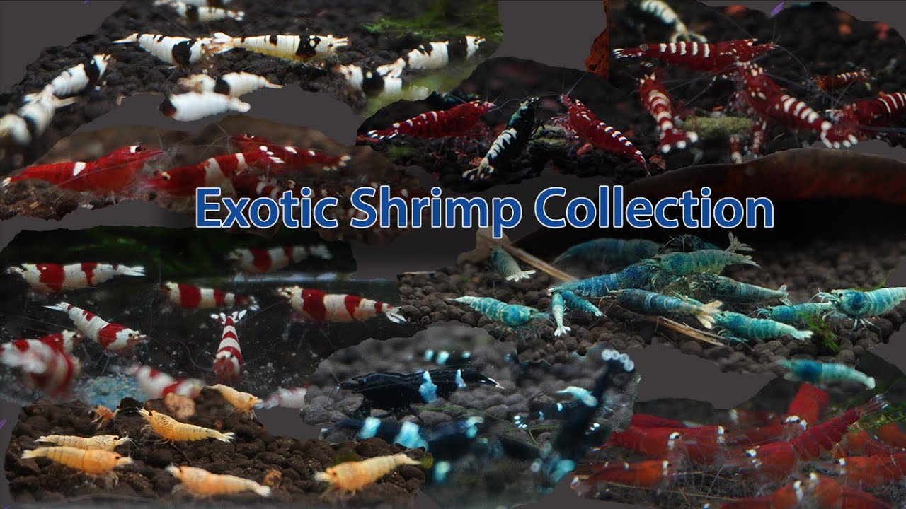 Exotic shrimp Collection | Indian Shrimp Breeder - YouTube