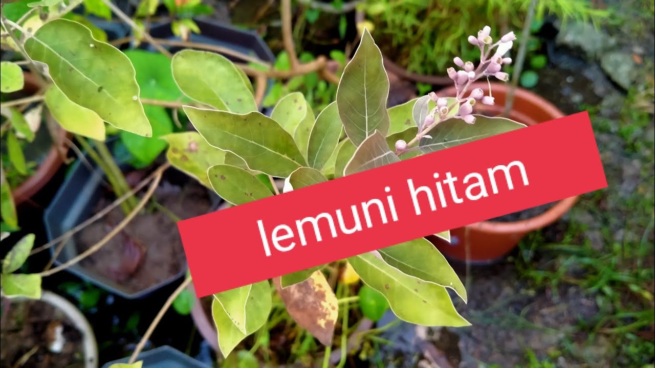 lemuni hitam / Vitex trifolia - YouTube
