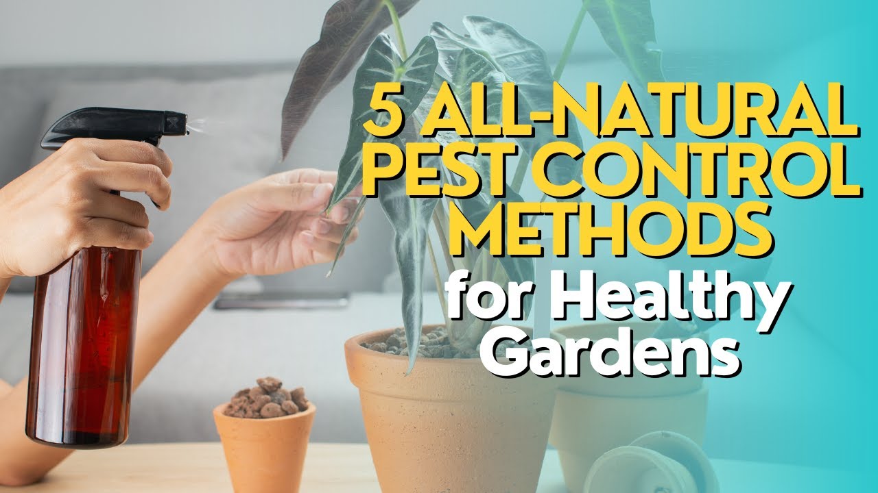 Top 5 All-Natural Pest Control Methods for Healthy Gardens - YouTube