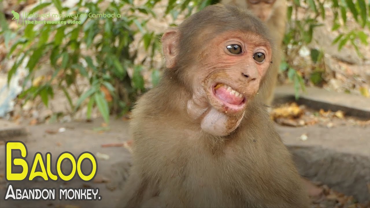 Baloo is an abandoned monkey! He is doing great in his new home! Does ...