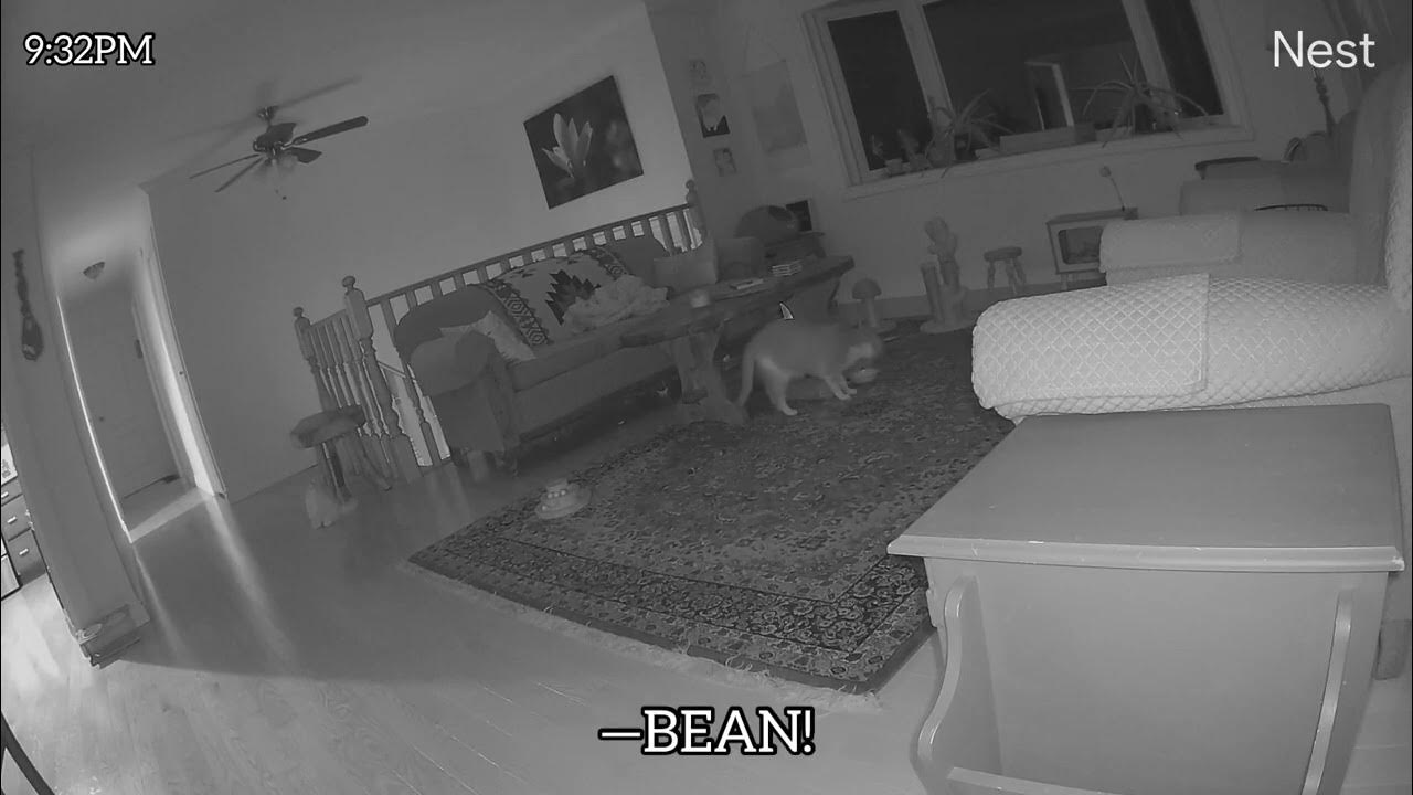 My Cat Screams All Night YouTube my-cat-screams-all-night-youtube