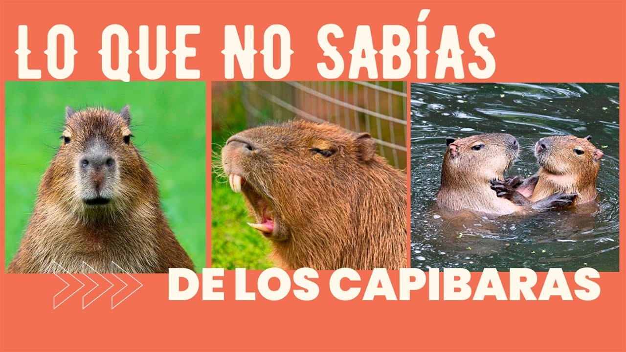 10 Cosas que no sabías de LOS CAPIBARAS - YouTube