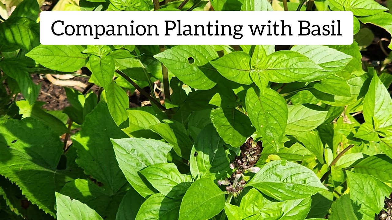 LIVE CHAT: Companion Planting with Basil - YouTube