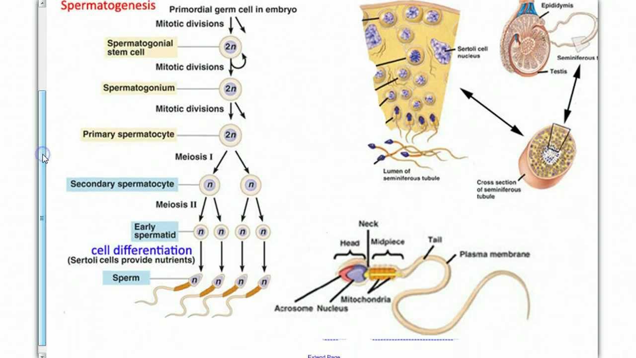 Male reproductive system - YouTube