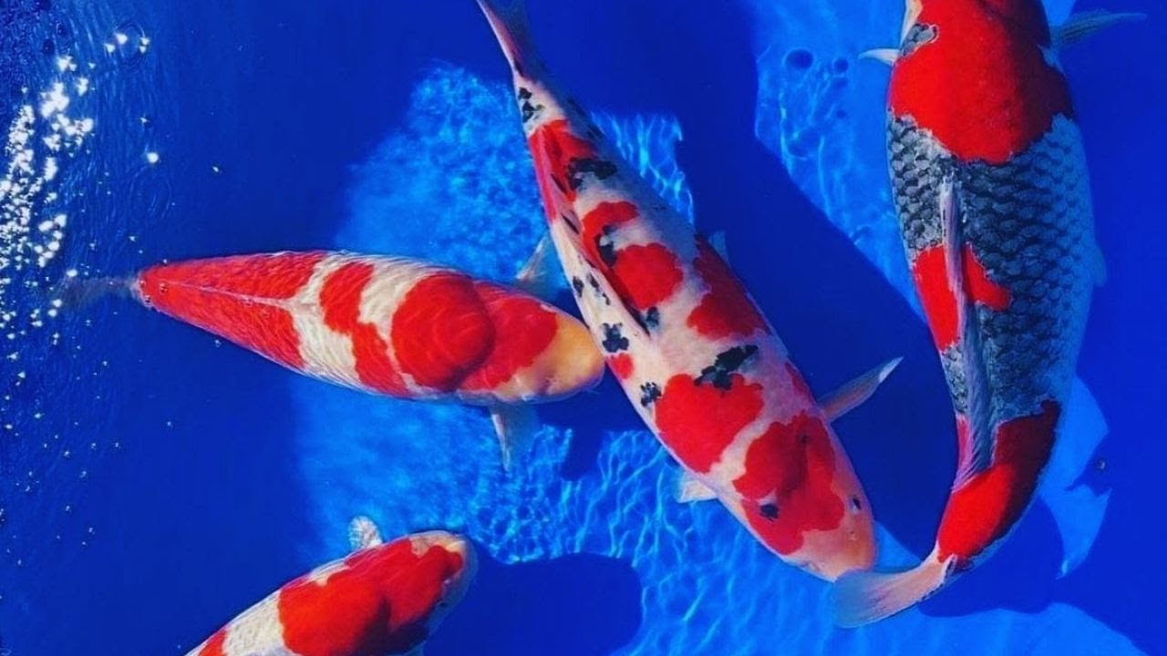 Transporting All Jumbo Koi Fish from Japanese Koi Farm - YouTube