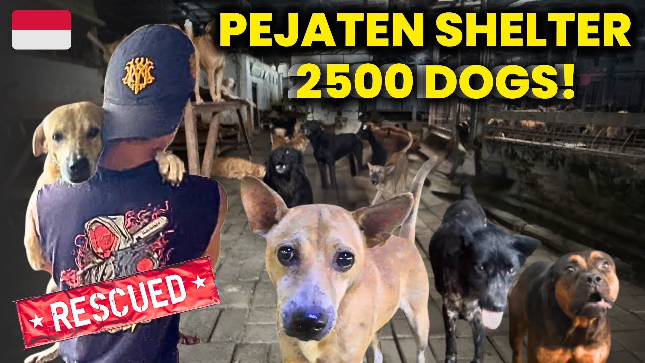Inside Jakarta’s Biggest Animal Sanctuary - YouTube
