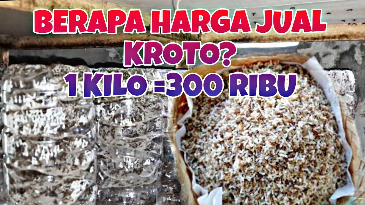 1 KILO 300 Ribu || BUDIDAYA KROTO media toples - YouTube