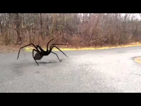 Spider attack - kids 101 - YouTube