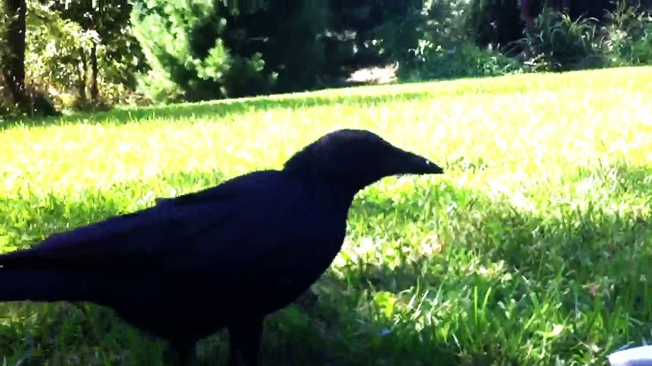 Wild Crows Learned to Say Hello - YouTube