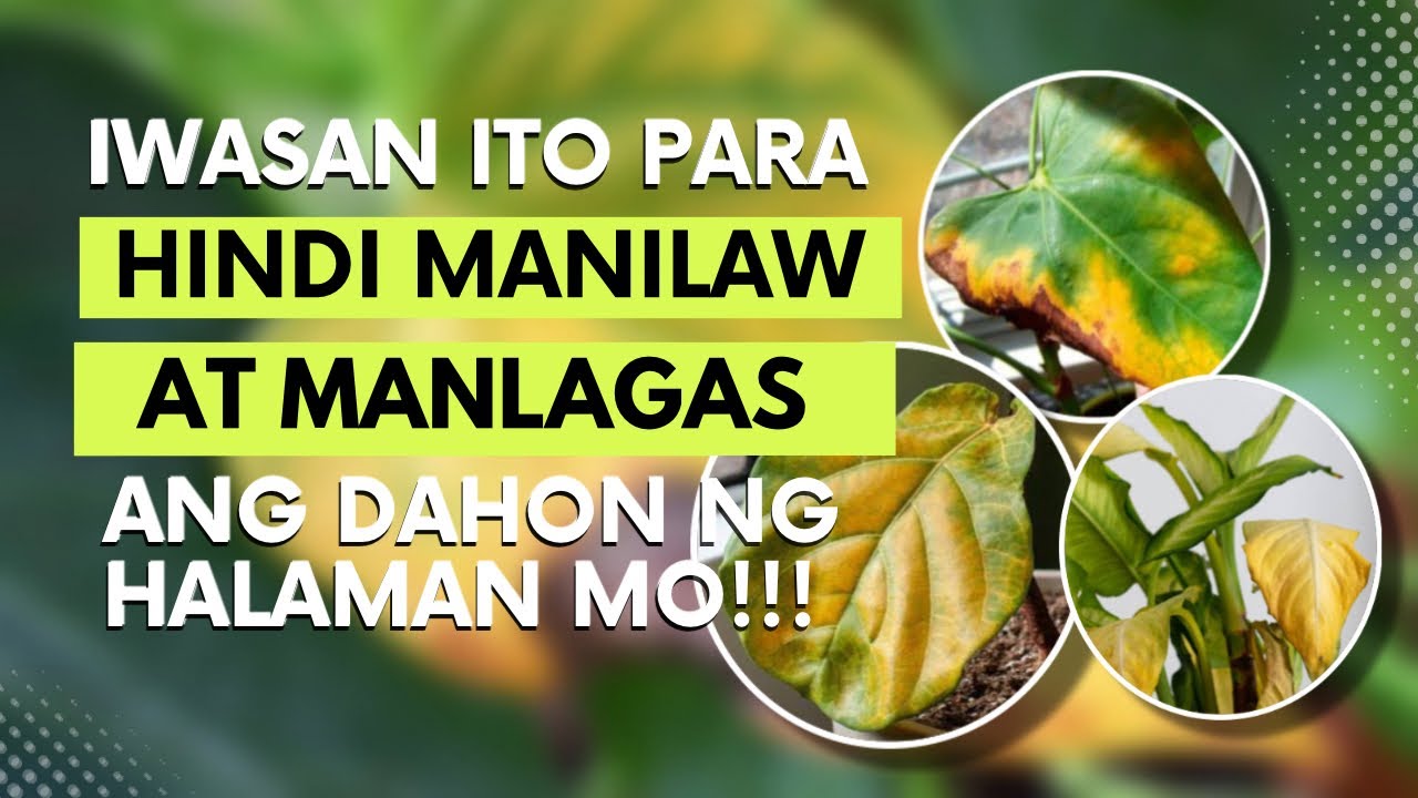 KAYA PALA NANINILAW AT NANLALAGAS ANG DAHON NG MGA HALAMAN MO! - YouTube