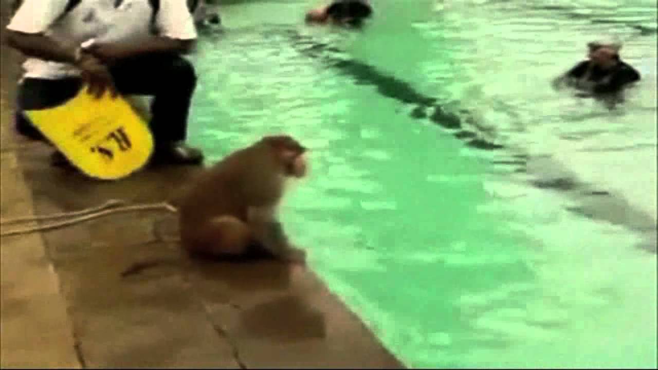 Swimming Monkey in India - YouTube