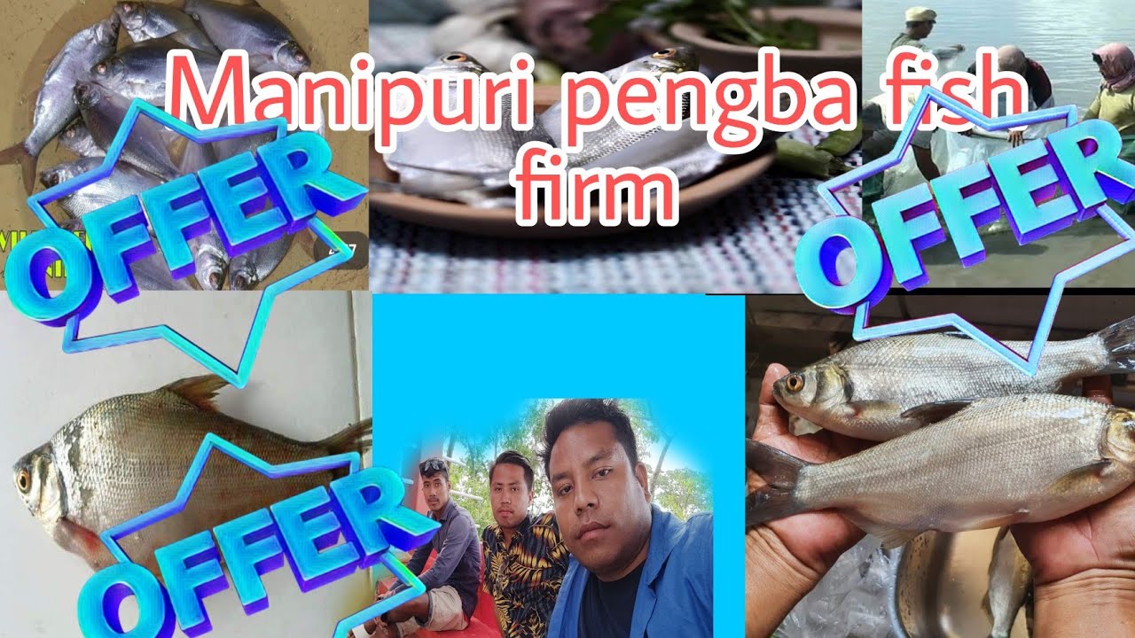 Pengba fish 🐟🐟🐟 farm in Manipur //Nga yokliba singidi machakki awaba ...