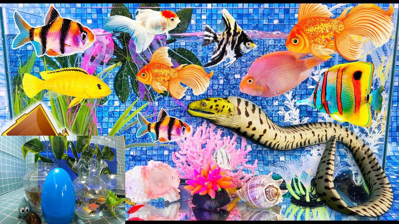 Colorful eggs, magic fish, glofish tetra, snakes, angelfish, goldfish ...