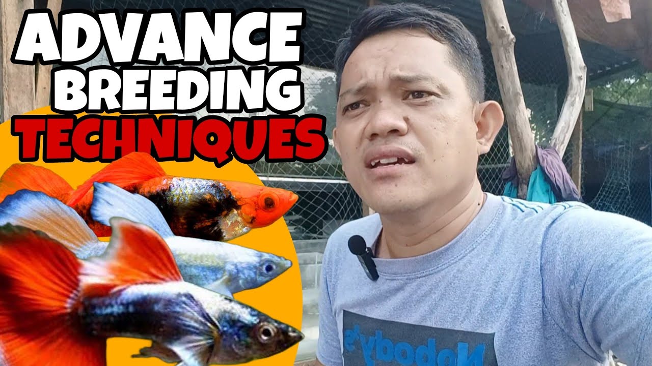 Guppy Advance Breeding Techniques - YouTube