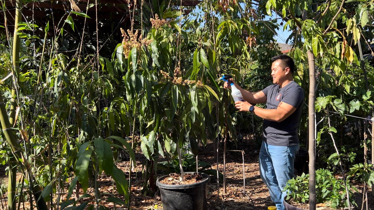 Sugar - Giving a Boost of Energy to your Tropical Fruit Trees - YouTube