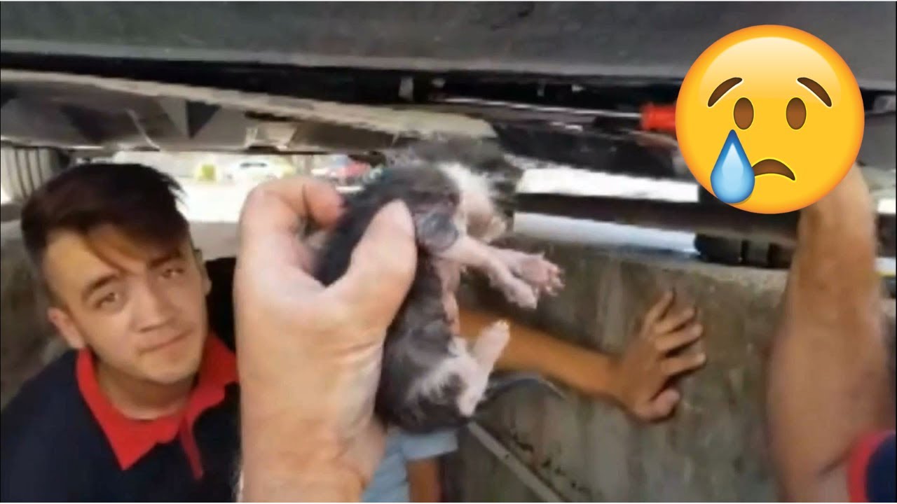 Poor Cat Stuck Under a Car (Cat Saving Story) - YouTube
