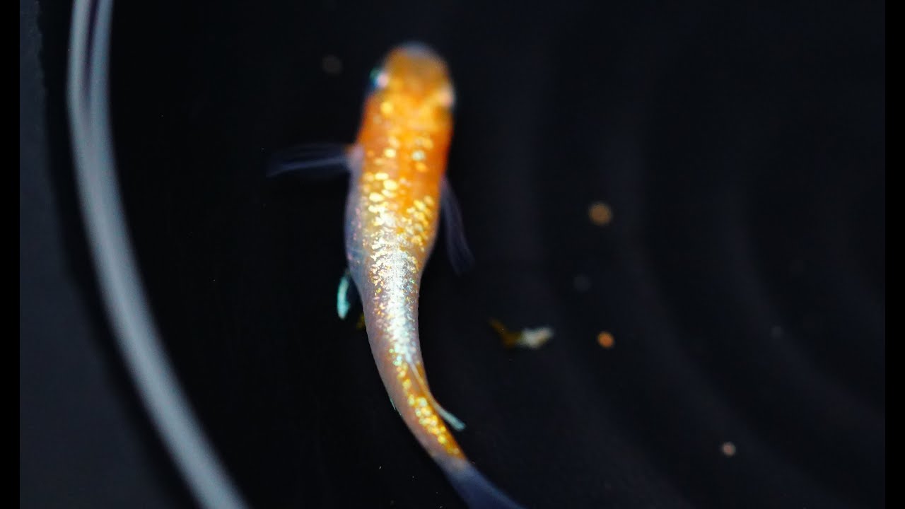 Sai lầm cơ bản khi ấp nở trứng cá Medaka - YouTube