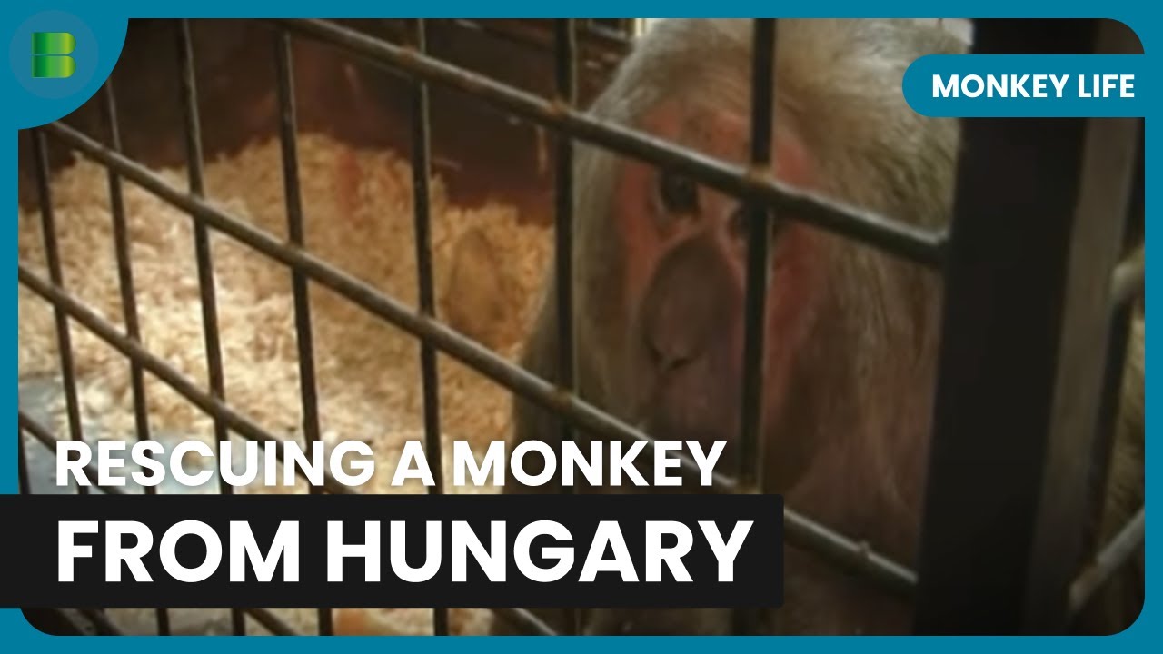 Monkey Rescue in Budapest - Monkey Life - S01 EP06 - Documentary - YouTube