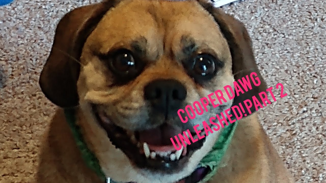 Cooper Dawg on a Sunday - YouTube