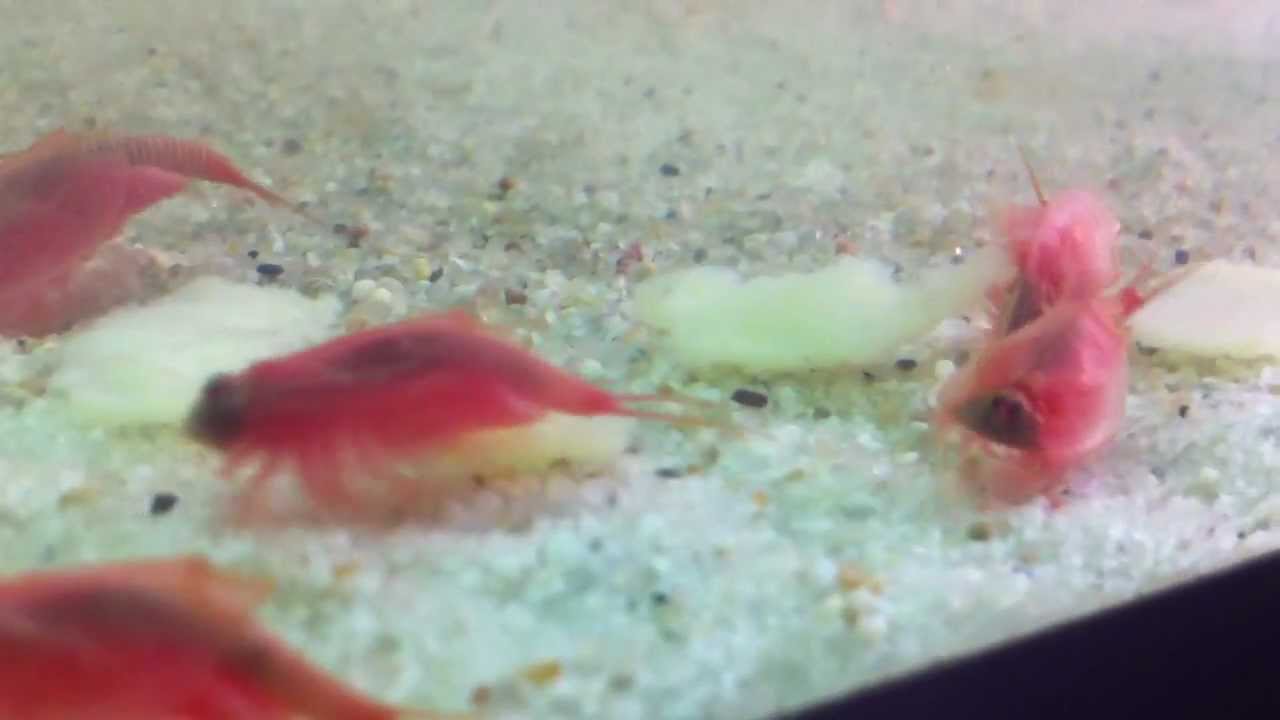 Albino triops - cancriformis HQ - fun aqua life - YouTube