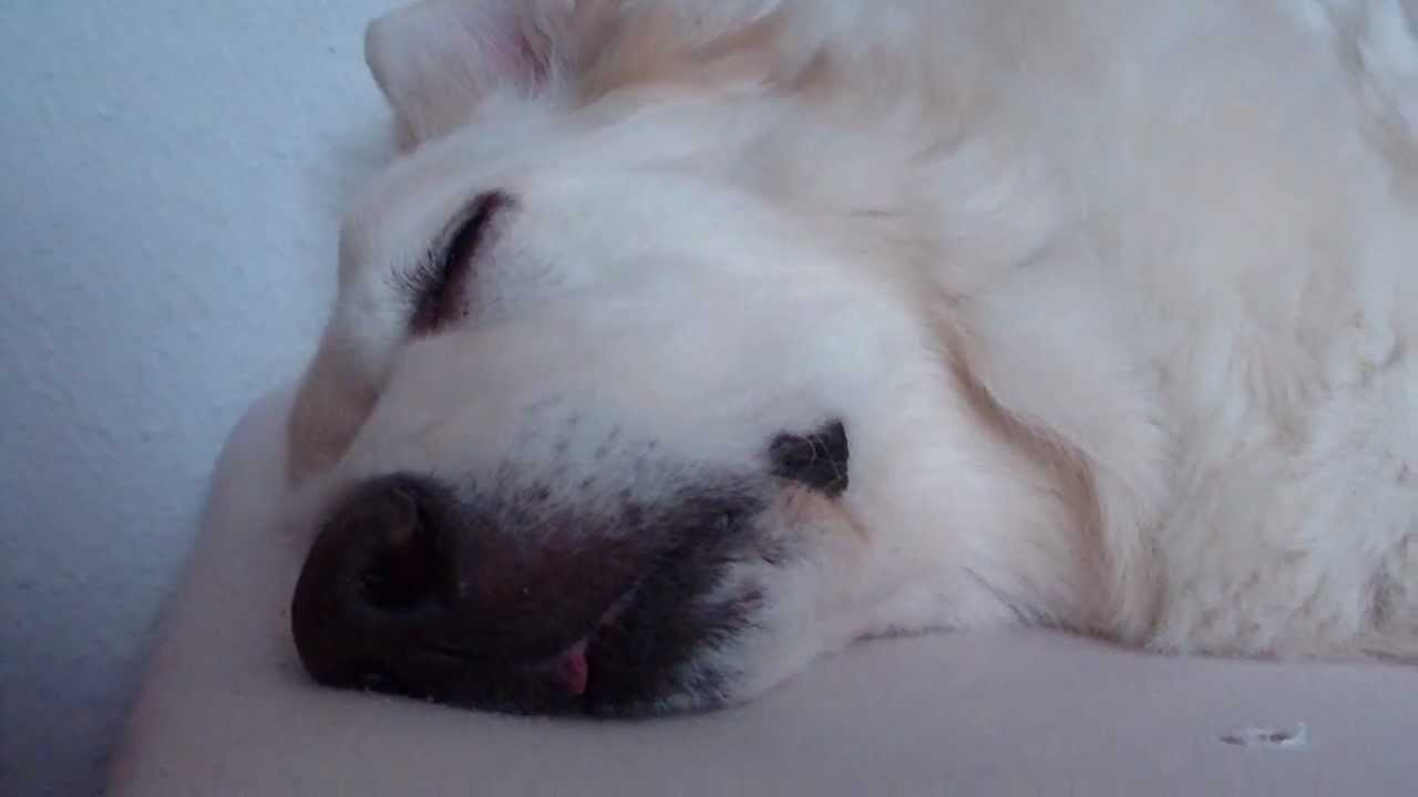 sleeping dog wakes up - YouTube