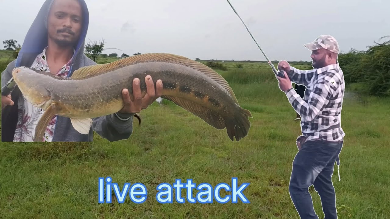 Big size snakehead fish video marel samal fish video top water lure ...