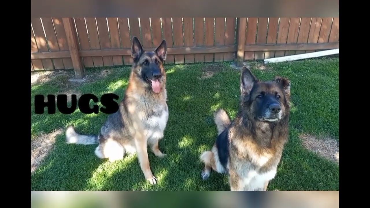 German Shepherd Dog Hugs His Mom - YouTube
