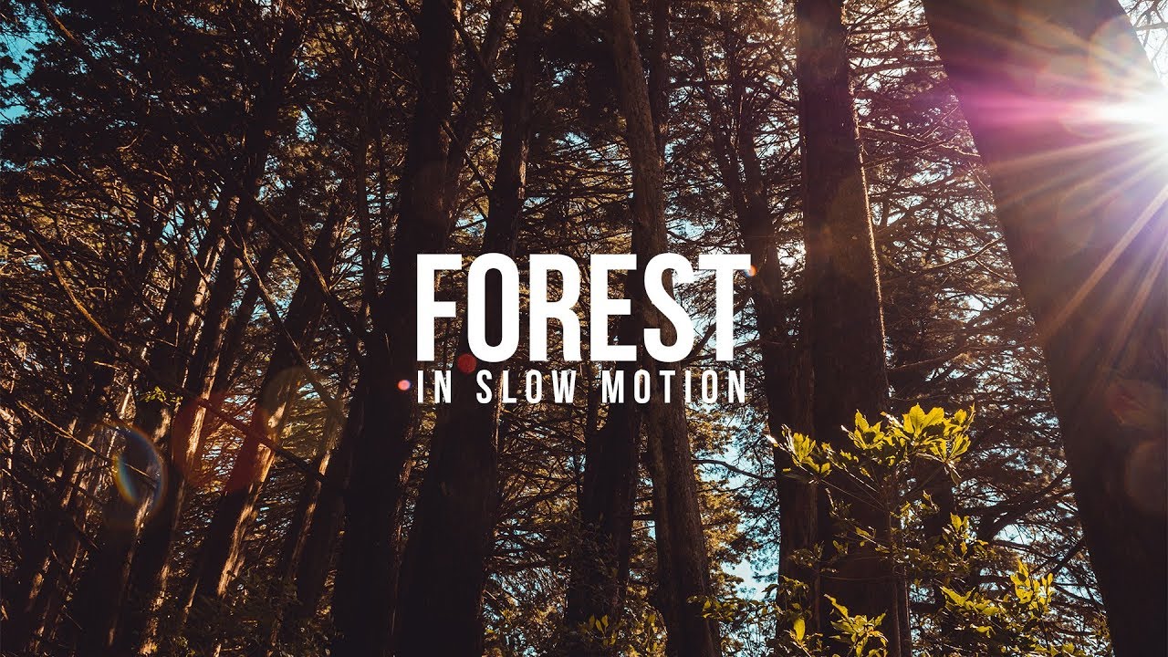 Forest In Slow Motion - Short Clip - YouTube