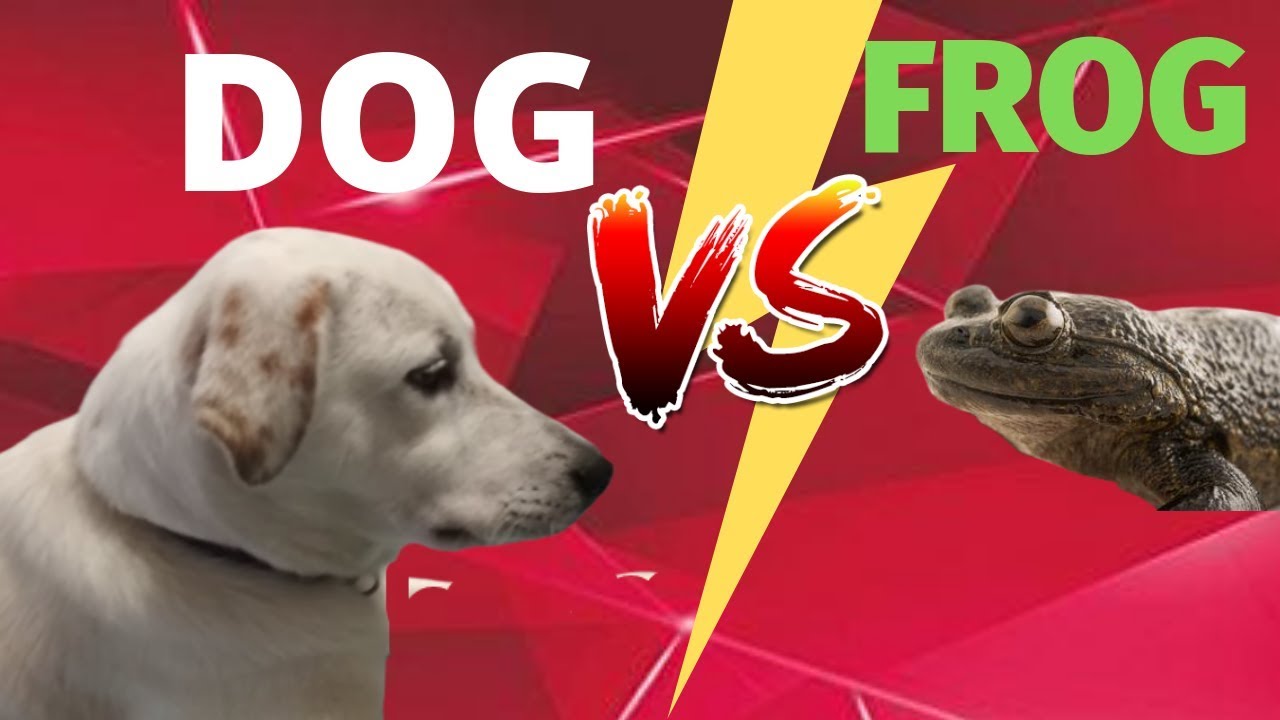 Dog vs Frog !!! - YouTube