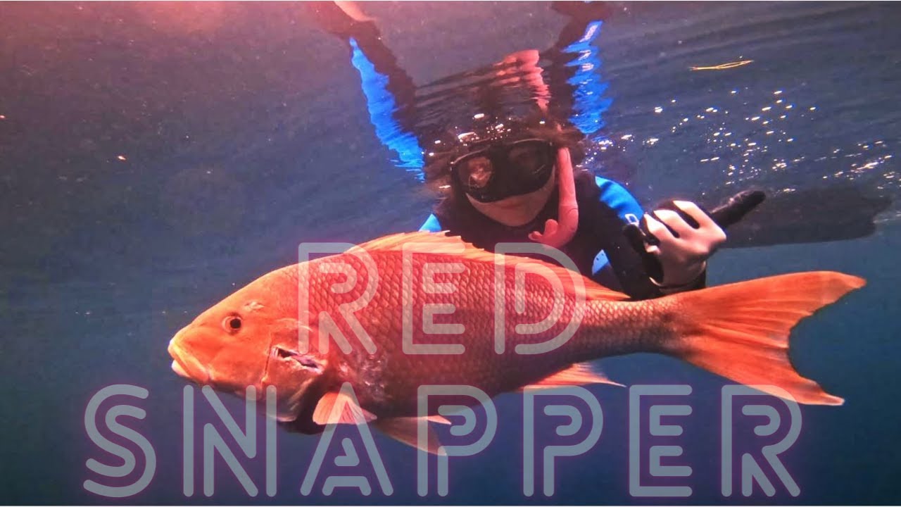 SMALL BOAT, BIG FISH - Amazon BRIS Boat adventures - YouTube