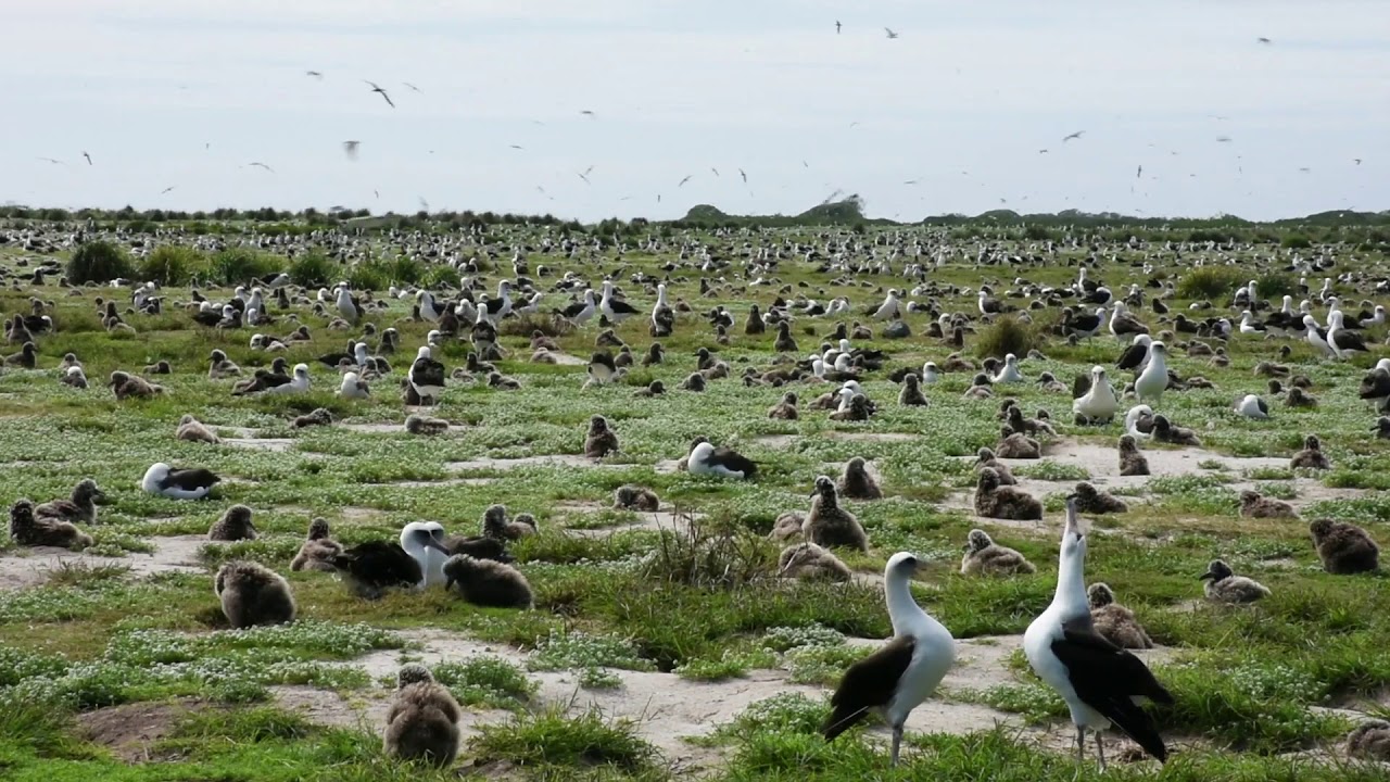 Midway Atoll - Albatross - YouTube