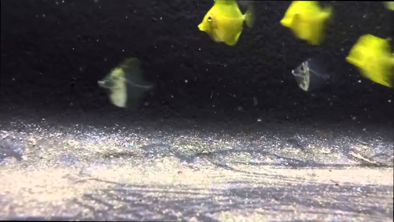Yellow Tang Video by Blake - YouTube