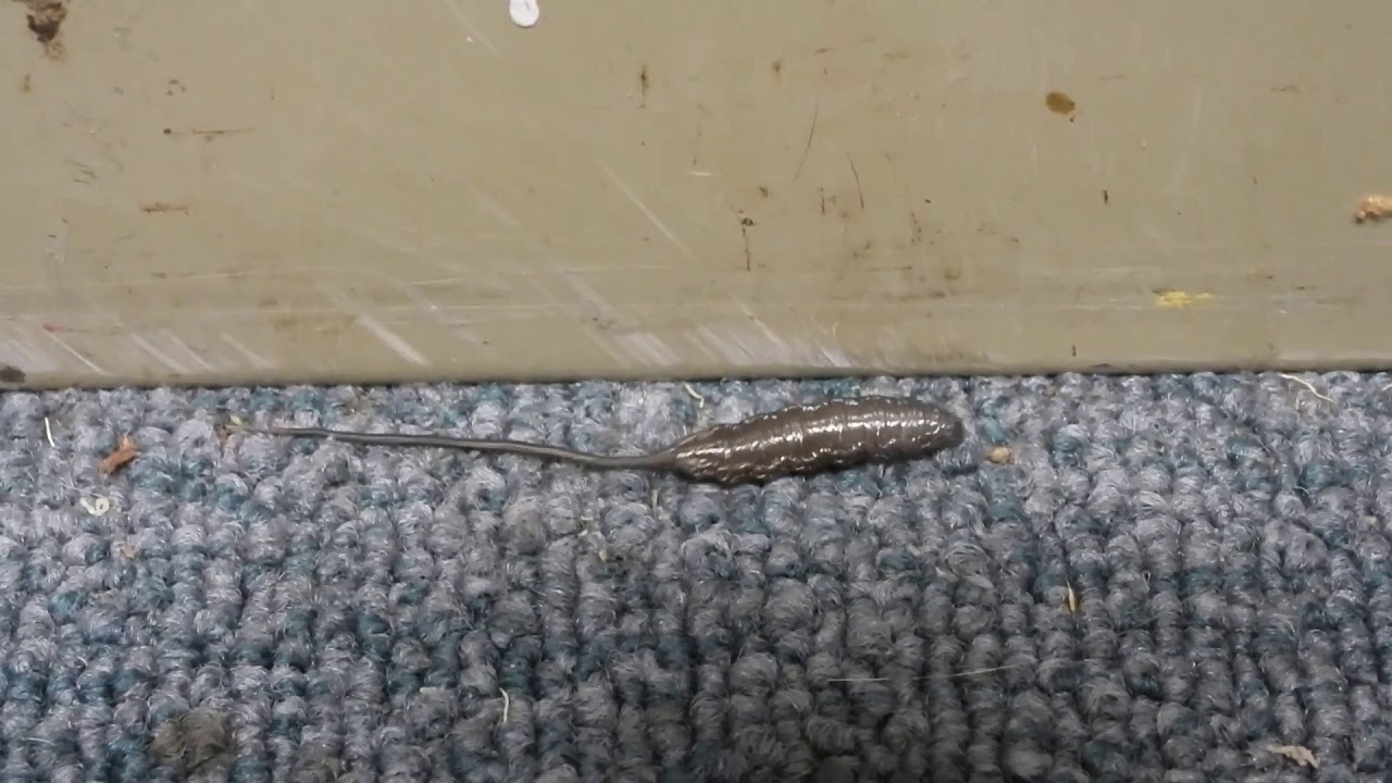 Rat-tailed Maggot Hoverfly Larvae - YouTube
