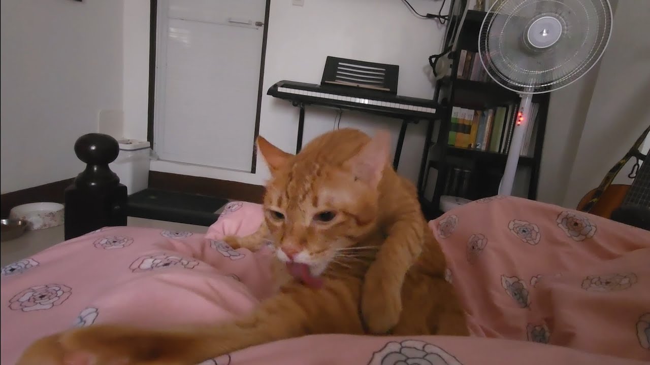 Chonky Orange Cat Grooming Himself - YouTube