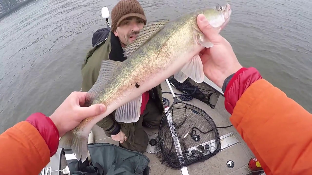 Amsterdam Zander dead bait Dropshot Fishing Jan 23 2017 - YouTube