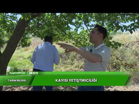 KAYISI YETİŞTİRİCİLİĞİ | TARIM BİLGİSİ