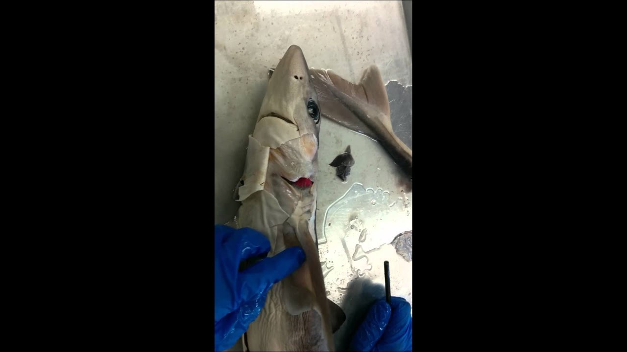 Dogfish Shark Muscle Dissection - YouTube