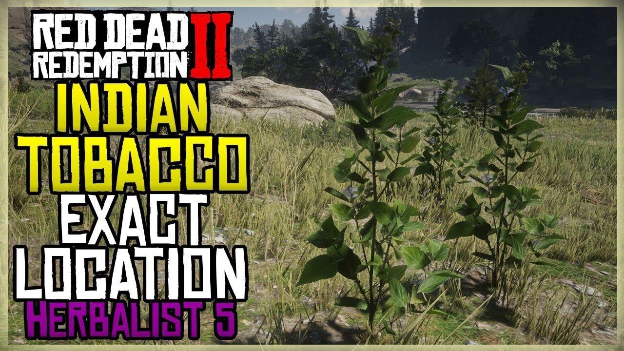 WHERE TO FIND INDIAN TOBACCO EXACT LOCATION - HERBALIST 5 - RED DEAD ...