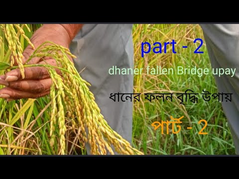dhaner fallen Bridge upay / ধানের ফলন বৃদ্ধি উপায় sam 1 # sam 2 # sam ...