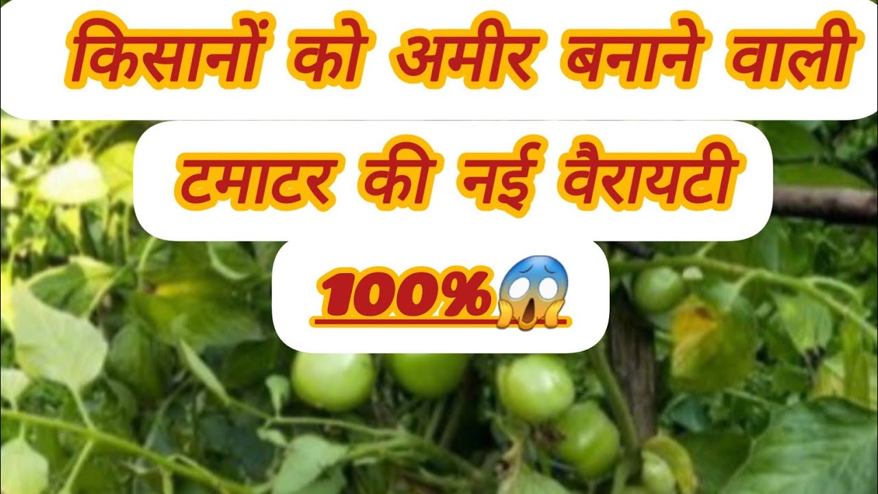 टमाटर की अधिक पैदावार वाली वैरायटी सेमिनिस हाइब्रिड टोमेटो अभिलाष ...