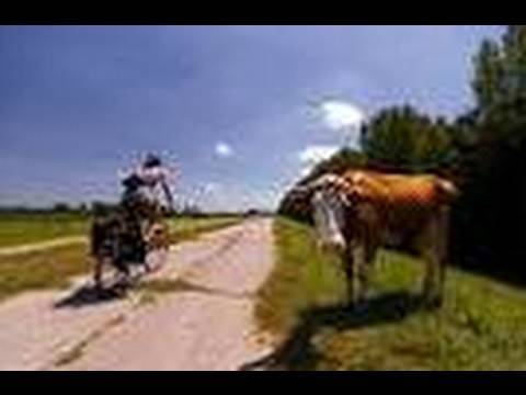 How to milk a Serbian Cow!!!! - YouTube