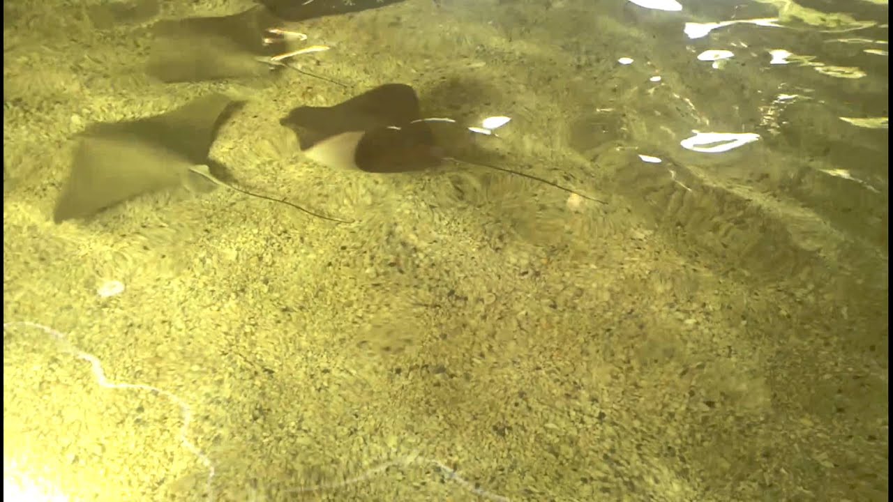 St.louis zoo stingray tank - YouTube
